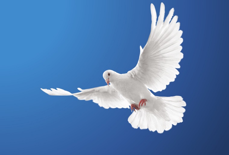 Paraclete Advocate